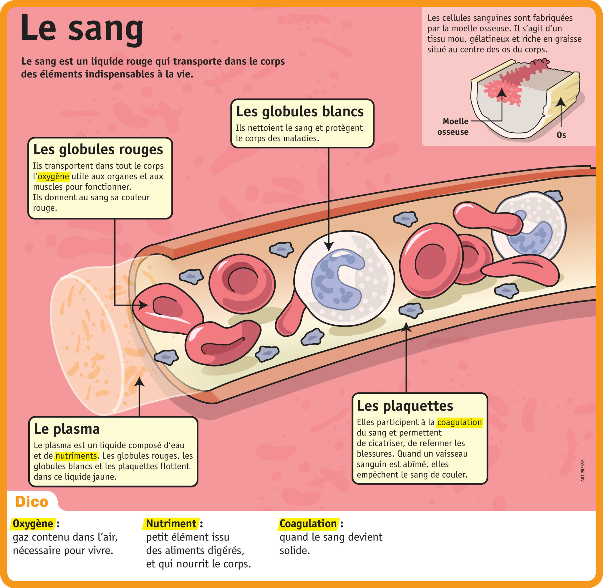 La circulation sanguine – Ecole Primaire Jeanne d'Arc – Pacy-sur-Eure